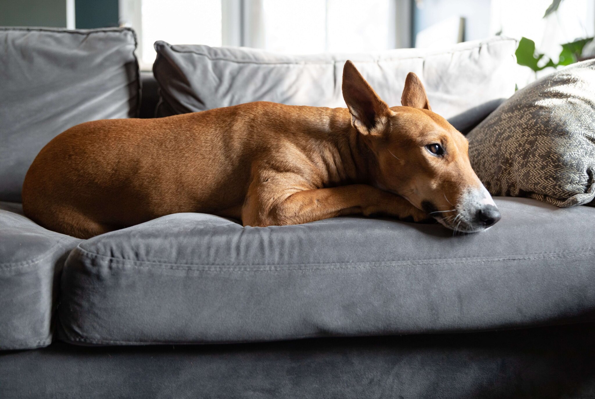 CBD for Dogs: Q&A with an Expert Veterinarian | Dog Food Advisor
