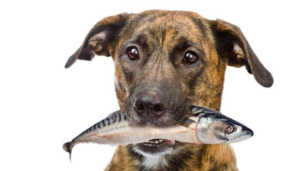 Which fats are healthy for dogs? | DogFoodAdvisor