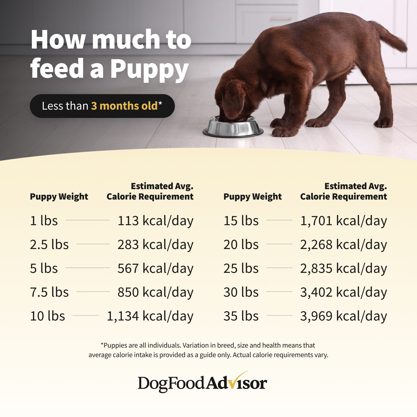 1 Month Old Puppy Diet Discount